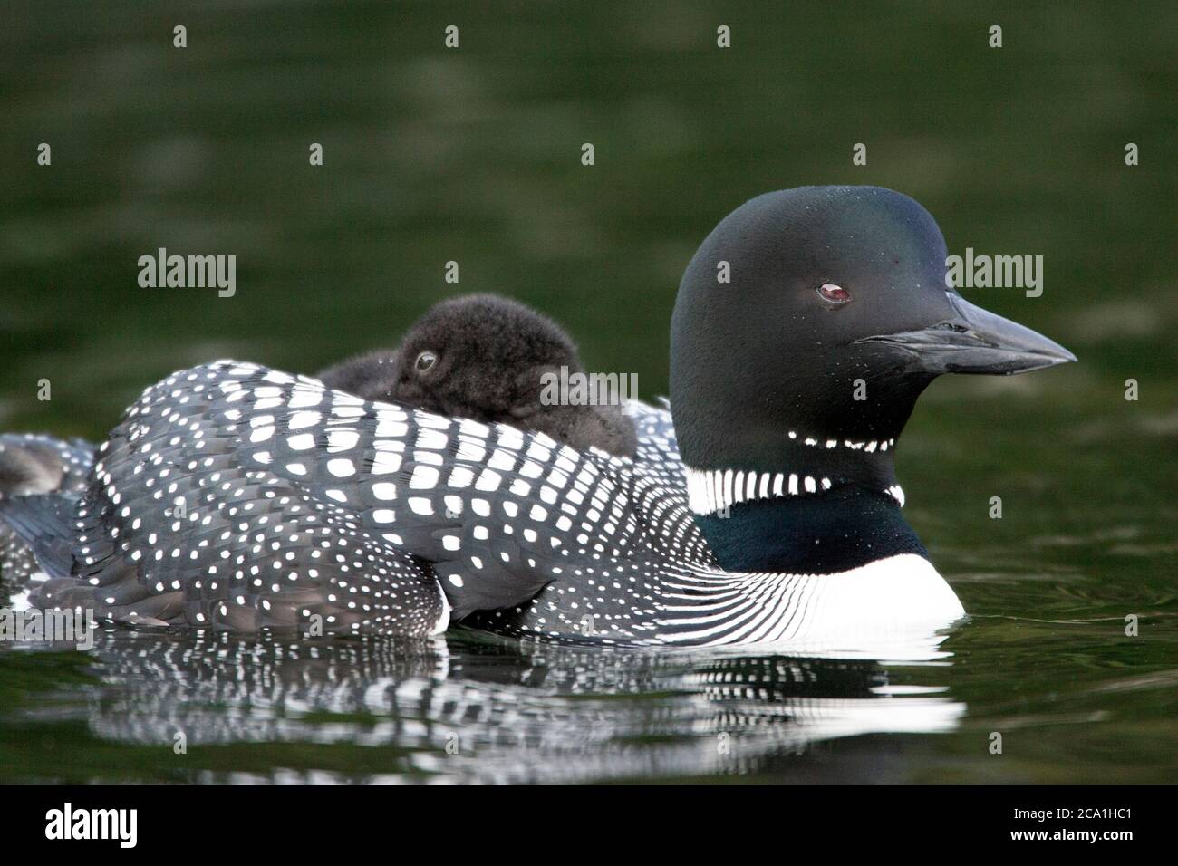 Common Loon Adult and One Chick on Back Stock Photo - Alamy
