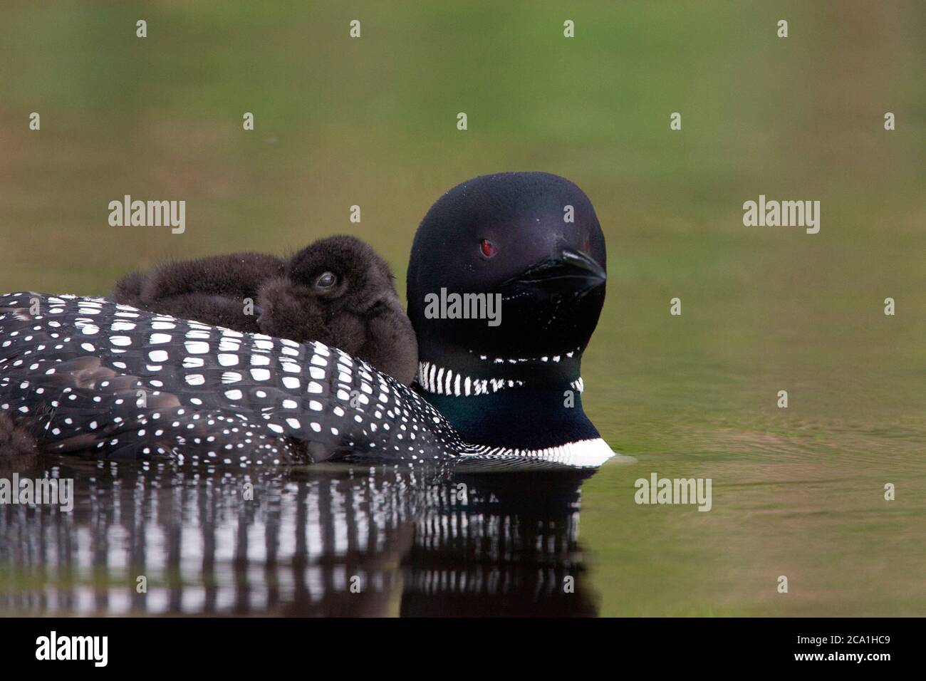 Common Loon Adult and One Chick on Back Stock Photo - Alamy