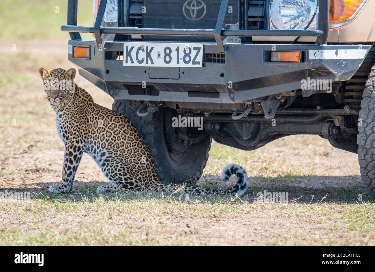 African safari drive hi-res stock photography and images - Alamy