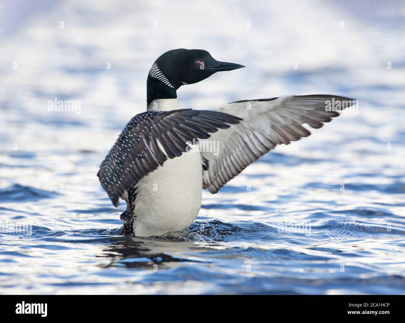 Common Loon Breeding Plumage Flapping Wings Stock Photo - Alamy