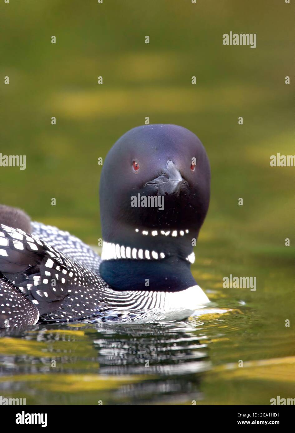 Common loon breeding plumage portrait hi-res stock photography and ...