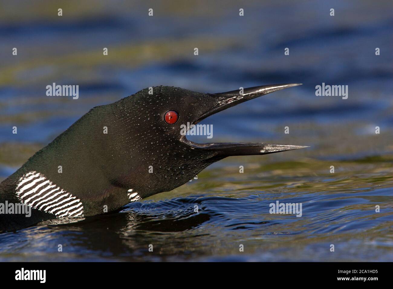 Common loon calling extreme closeup hi-res stock photography and images ...