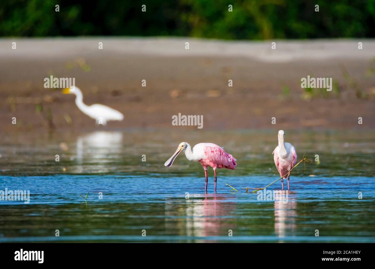 roseate spoonbill, Platalea ajaja, Rio Añangu, Napo Wildlife Center ...
