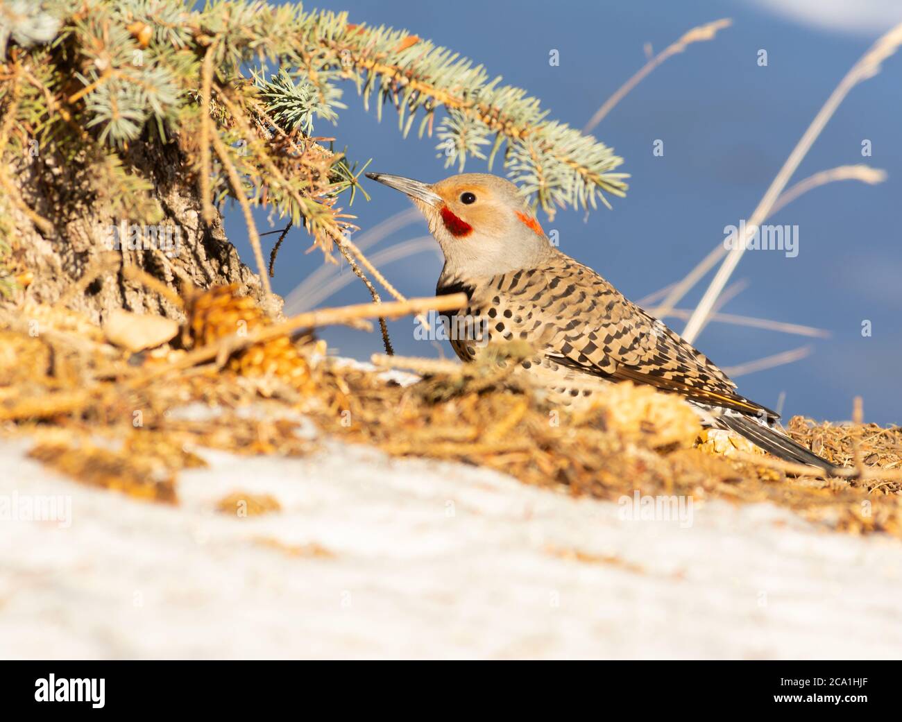 A northern flicker, Colaptes auratus, foraging on the ground among snow ...
