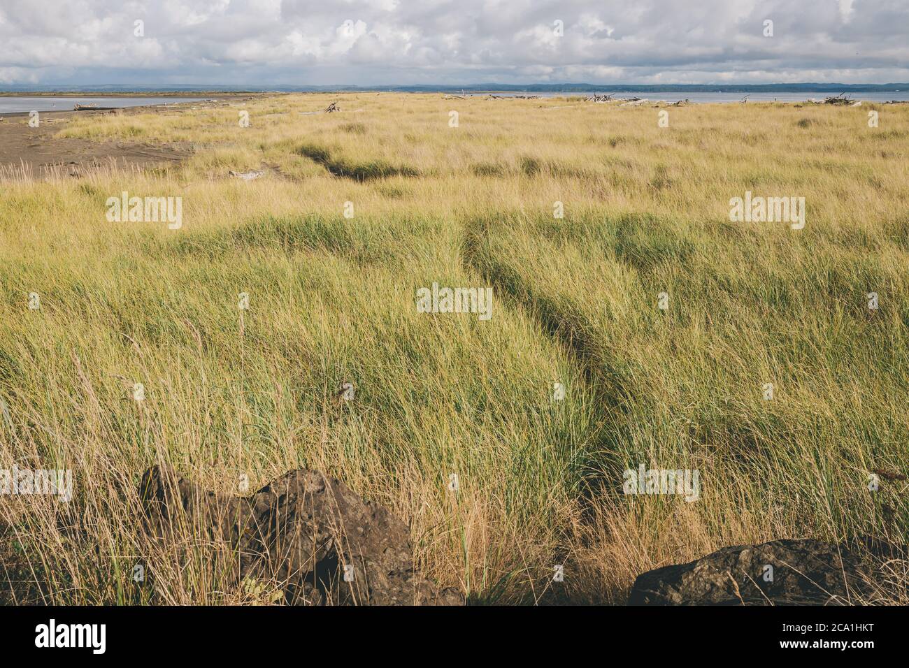 Field of Dune Grass Next to Ocean Beach Stock Photo - Alamy