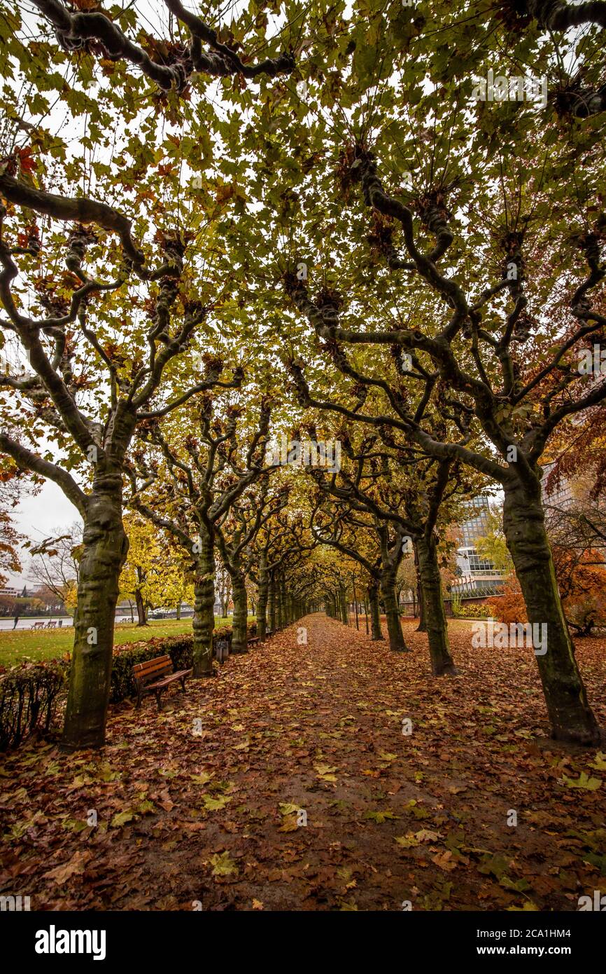 Colorful autumn at Nizza Park in Frankfurt am Main, Germany Stock Photo ...