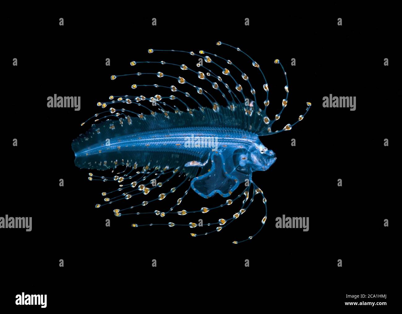 first time, photographed in the Atlantic Ocean, an extremely rare deep ...