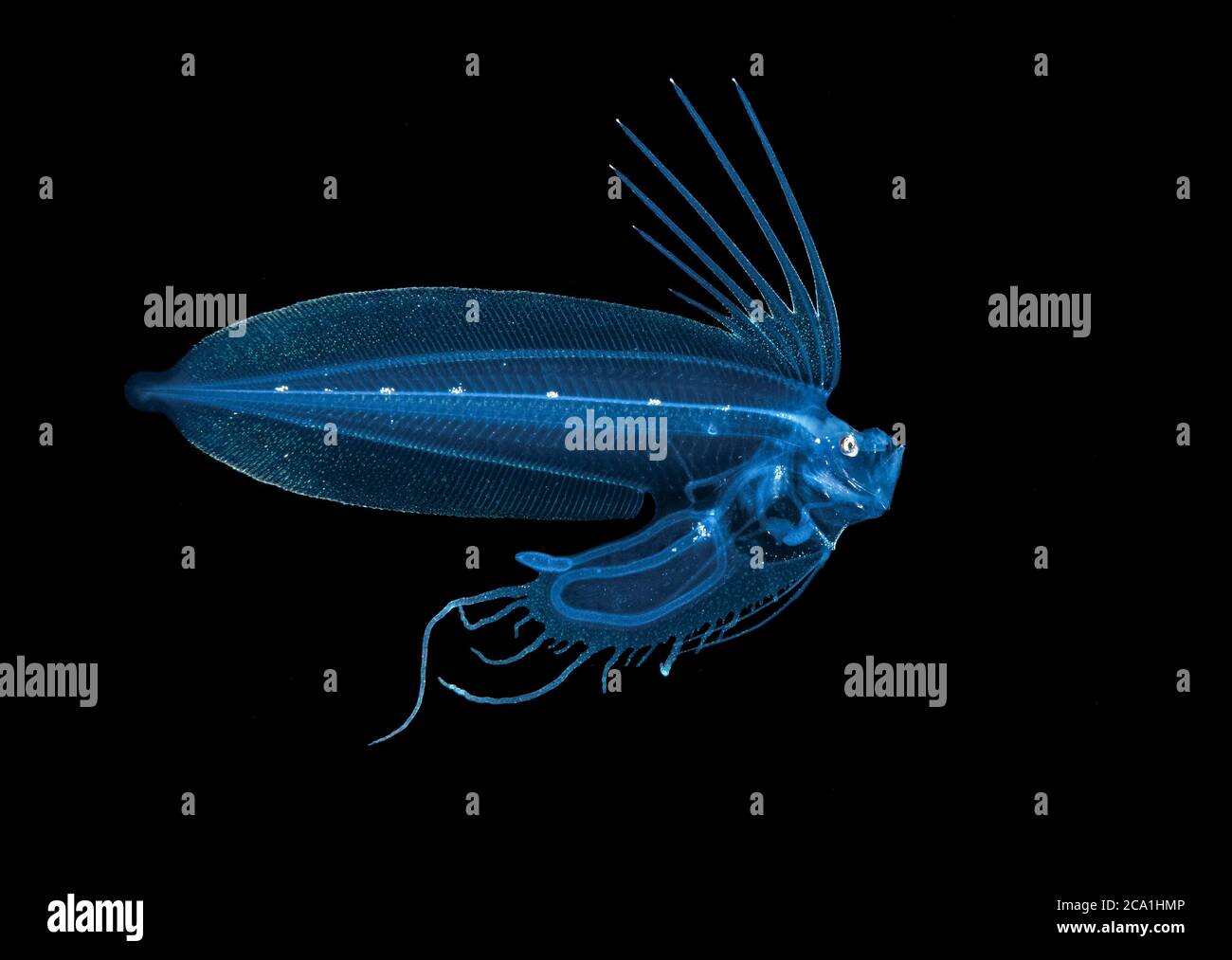 first time, photographed in the Atlantic Ocean, an extremely rare deep ...