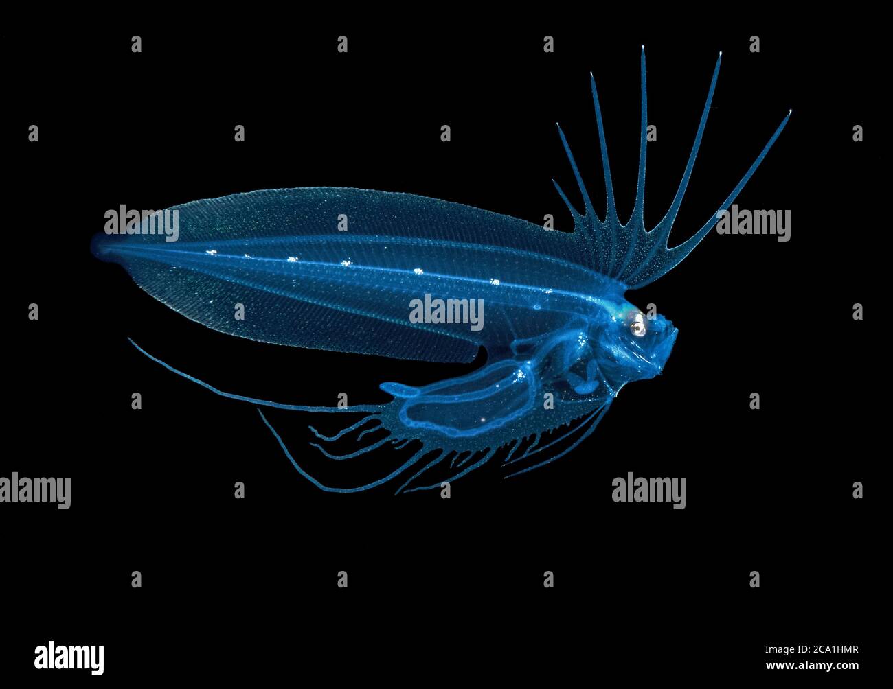 first time, photographed in the Atlantic Ocean, an extremely rare deep ...