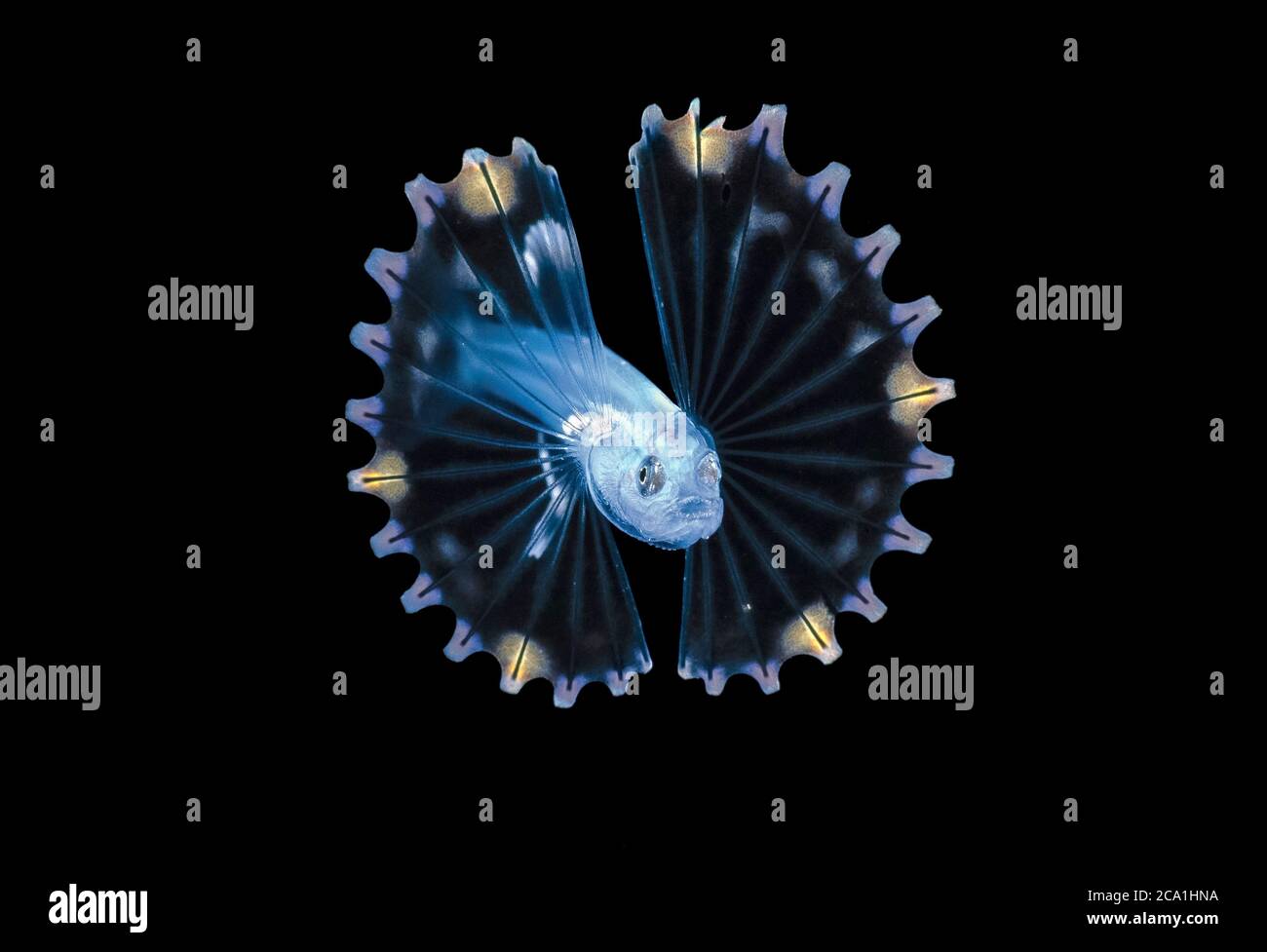 Tripodfish hi-res stock photography and images - Alamy