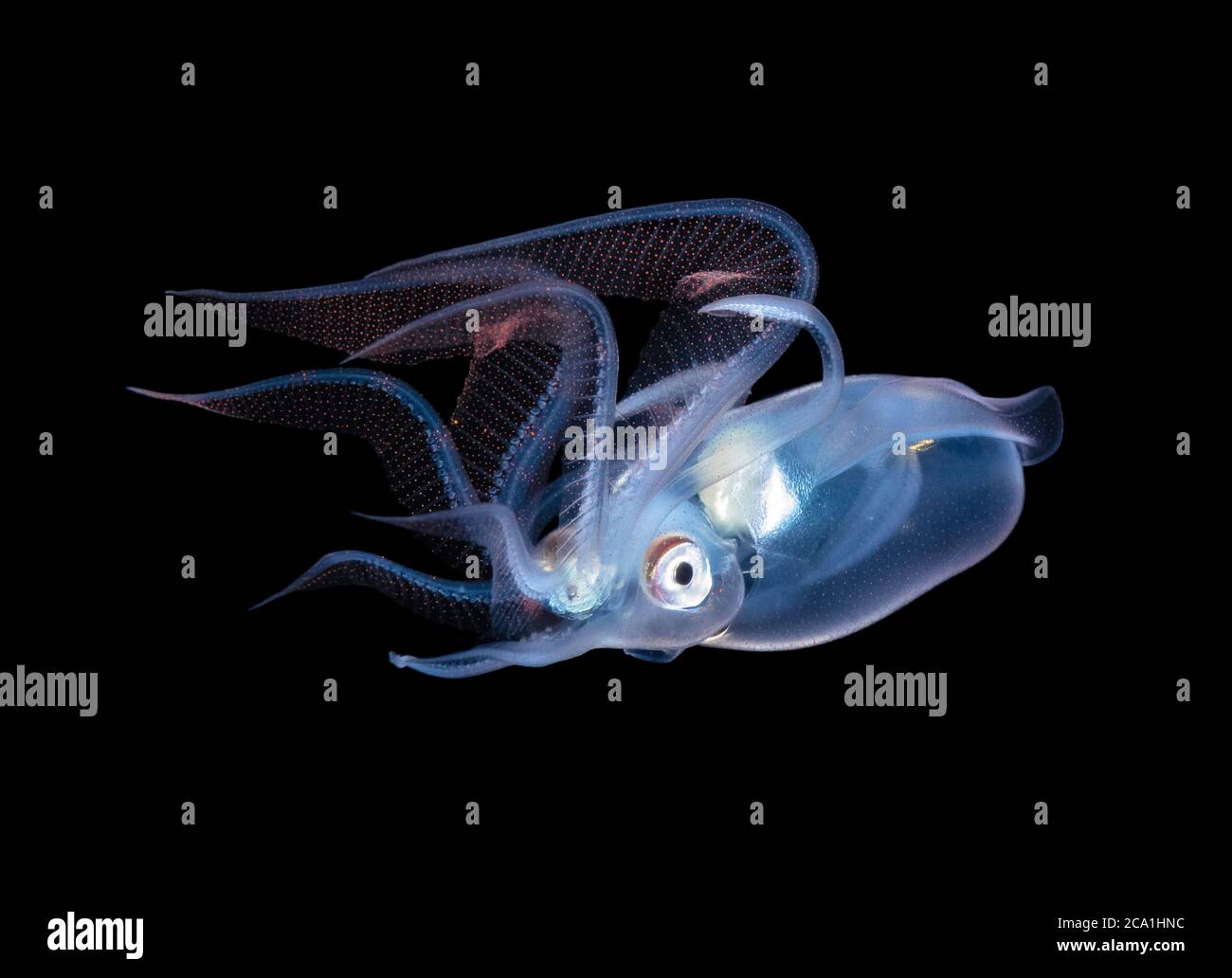 Three squid hi-res stock photography and images - Alamy