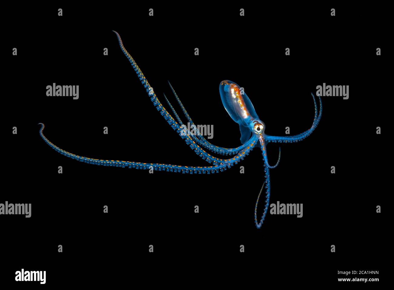 long arm octopus paralarva, possibly Macrotritopus sp., photographed at ...
