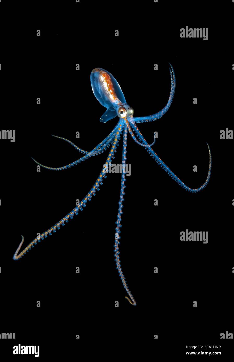 Octopus feet hi-res stock photography and images - Alamy