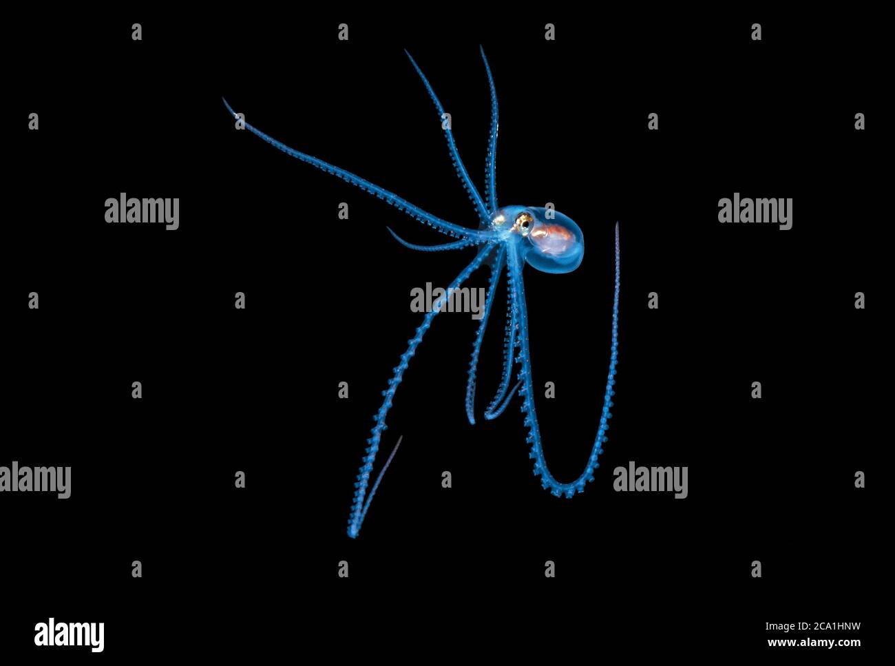 Deepsea octopus hi-res stock photography and images - Alamy