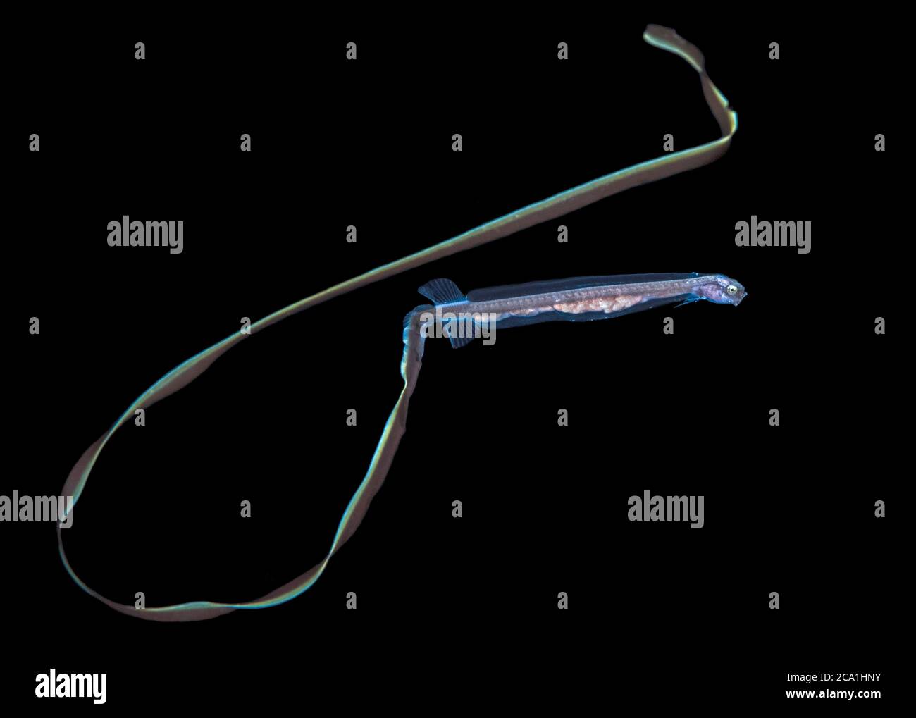 Cetomimiformes hi-res stock photography and images - Alamy