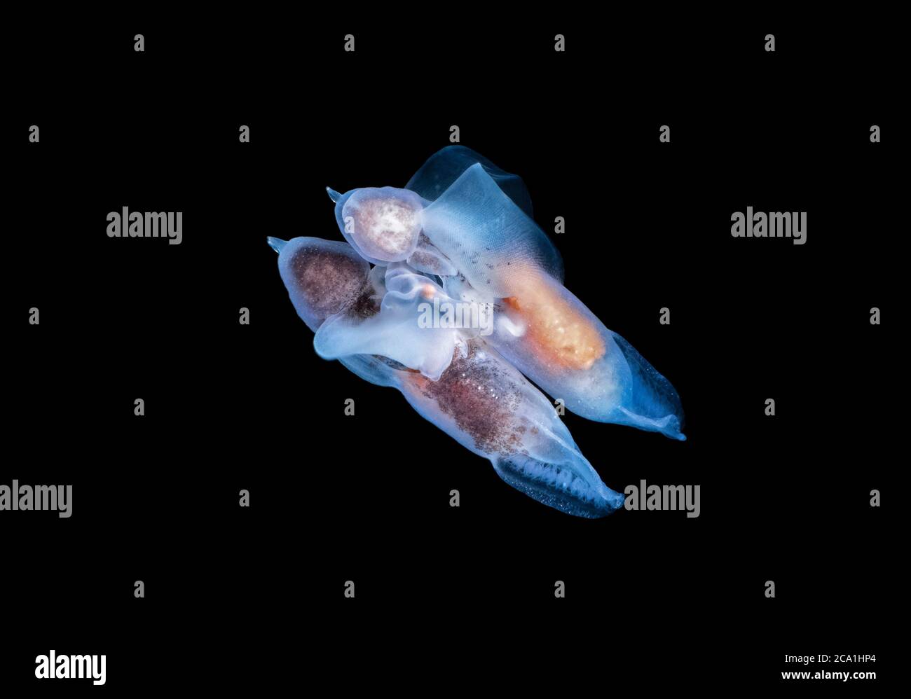 mating sea angels, clade Gymnosomata, pelagic Opisthobranch during ...