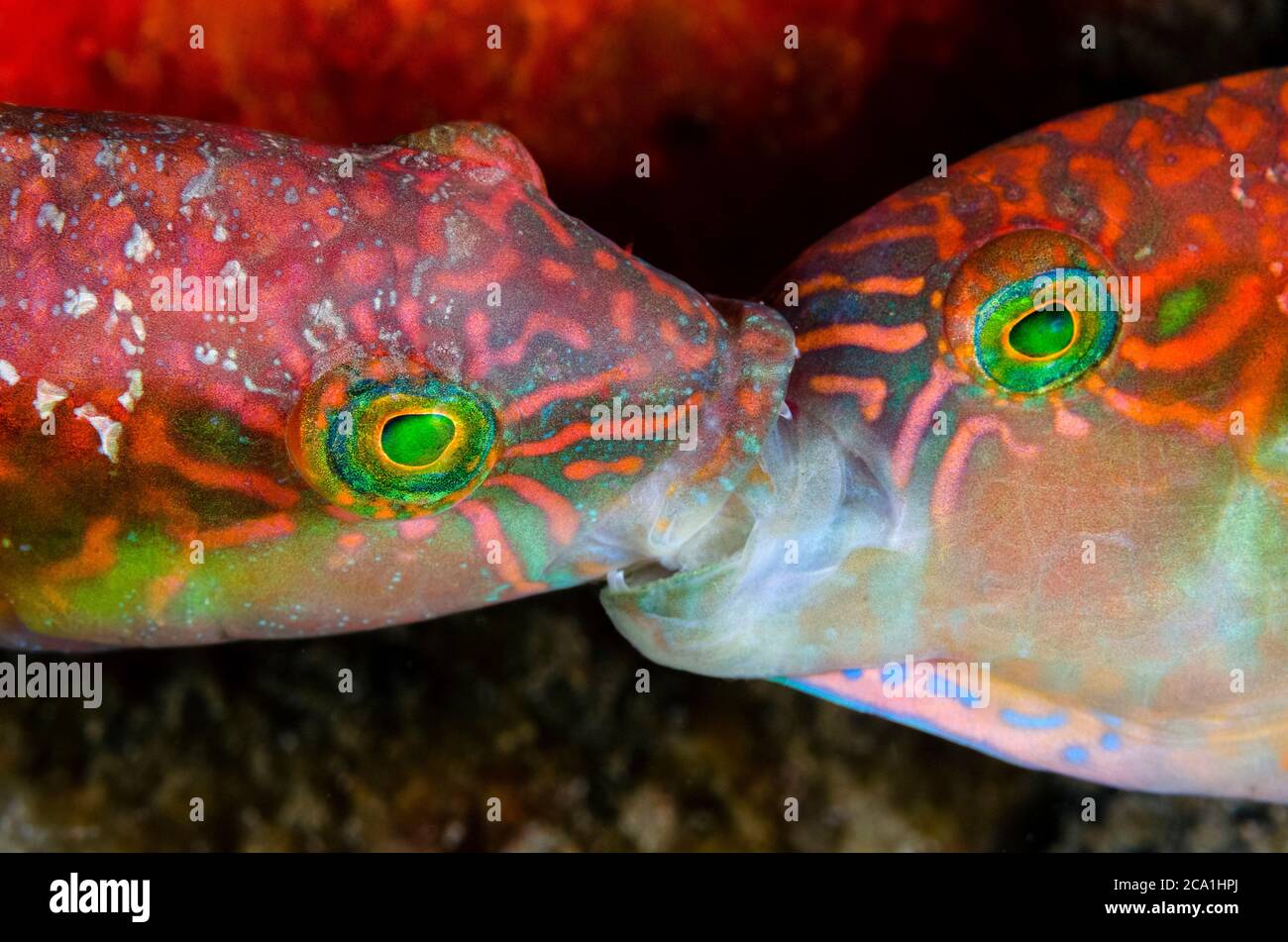 Labridae hi-res stock photography and images - Alamy