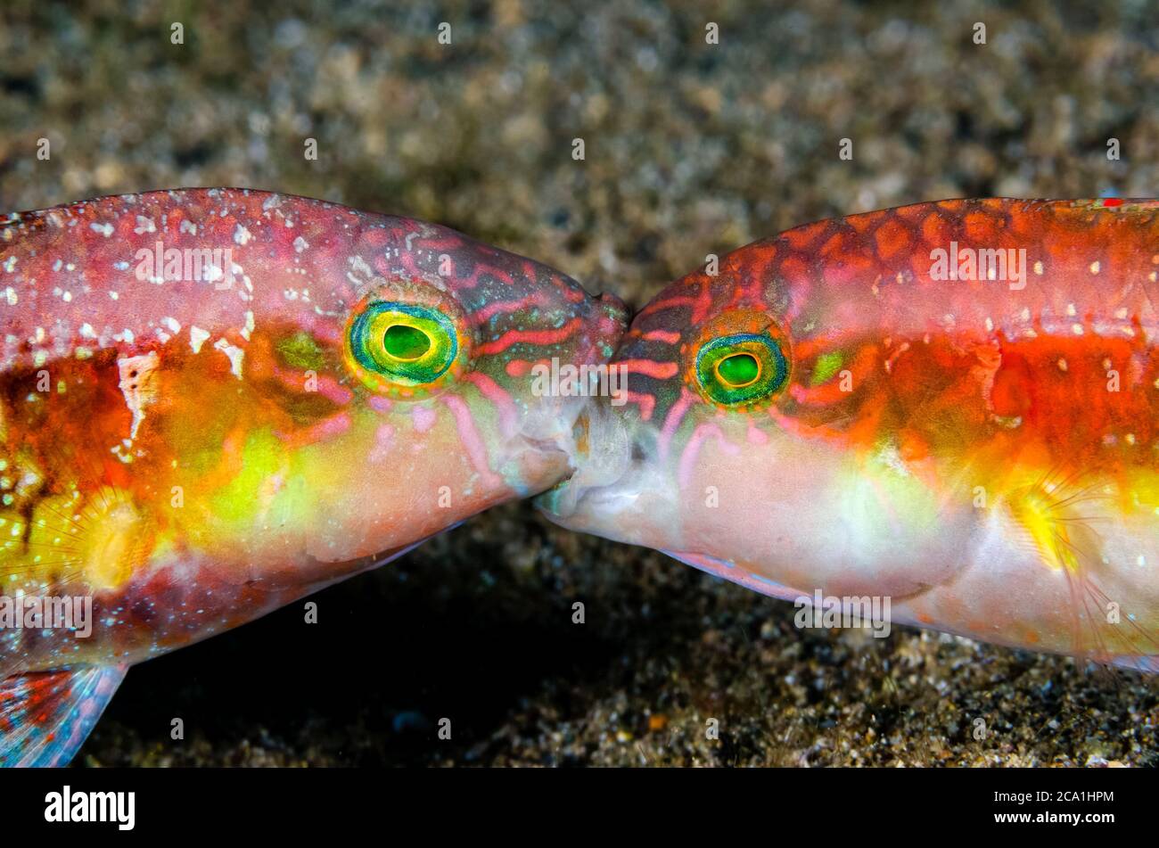 wrasse, family Labridae, males, fighting over territory and the right ...