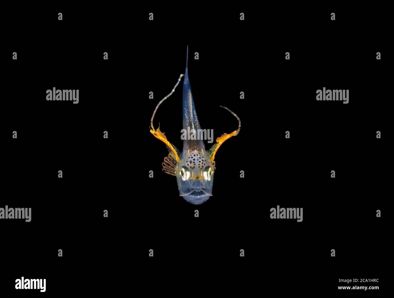 crocodile toothfish larva, Champsodon sp., photographed on a backwater ...