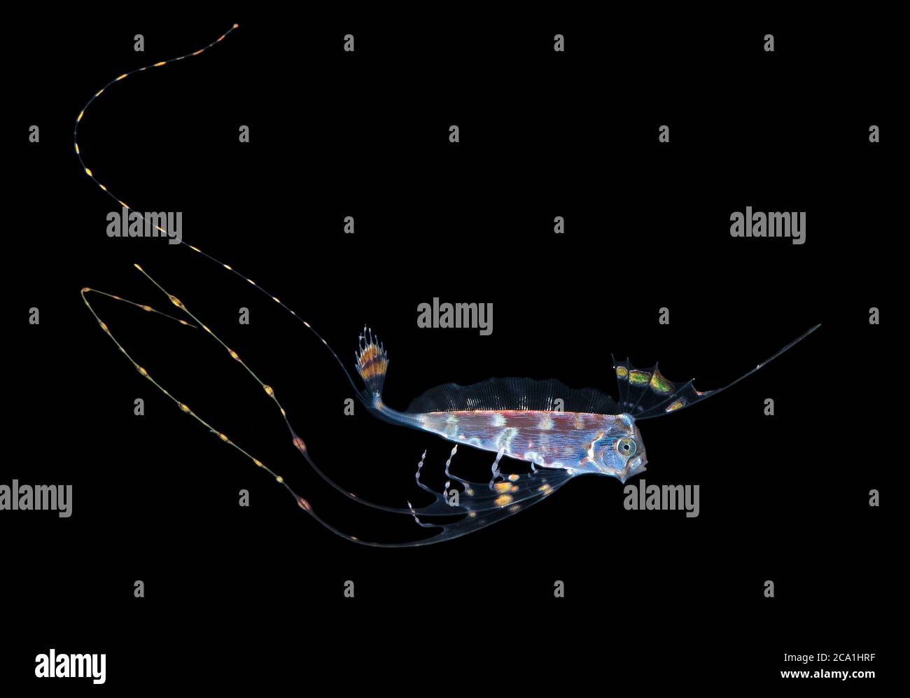 deep sea ribbonfish larva, family Trachipteridae, photographed during a ...