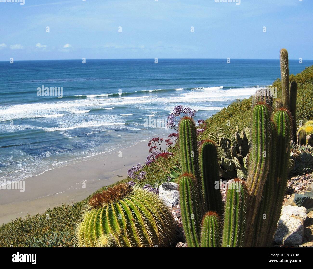 California cactus hi-res stock photography and images - Alamy