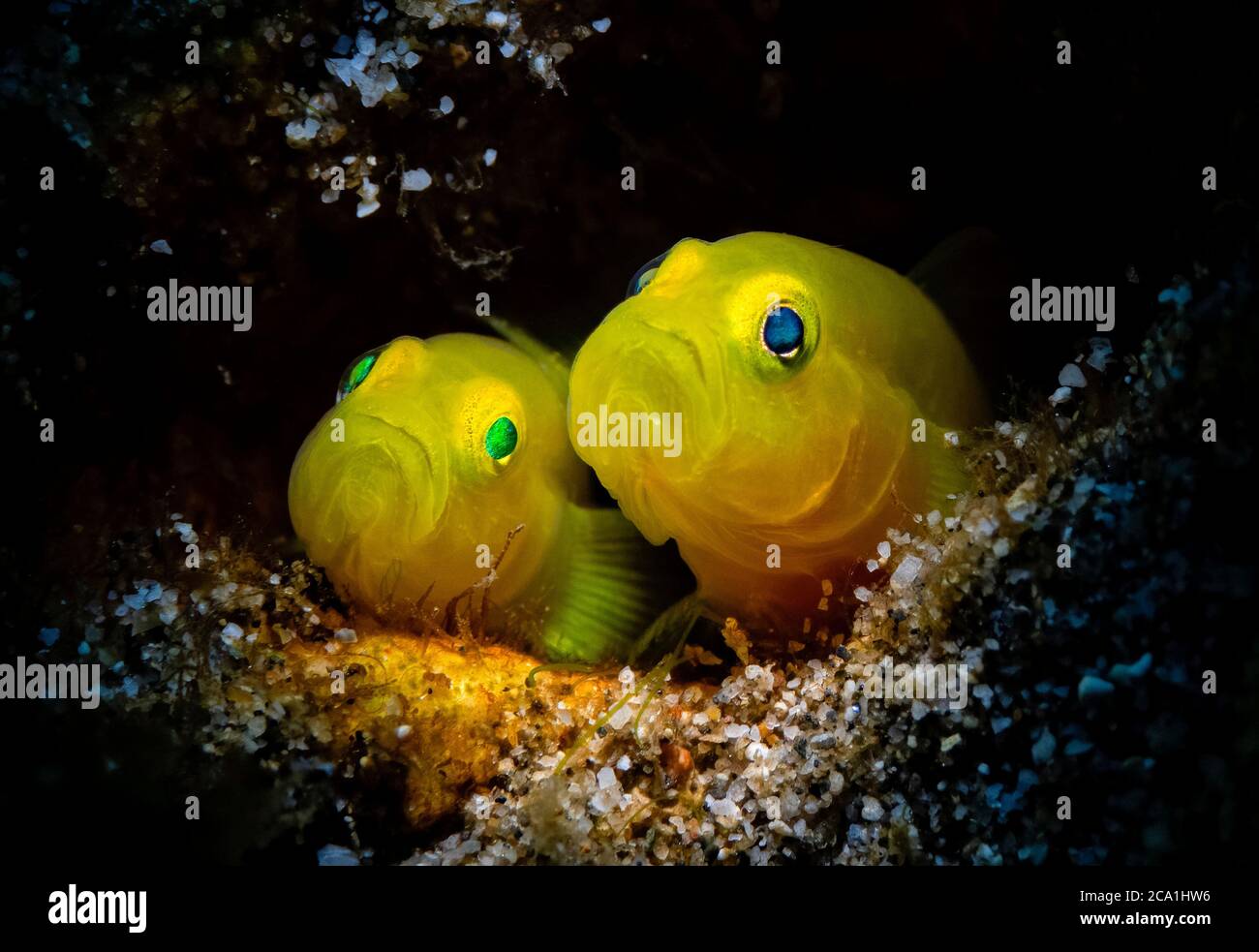 Burrowed hi-res stock photography and images - Alamy