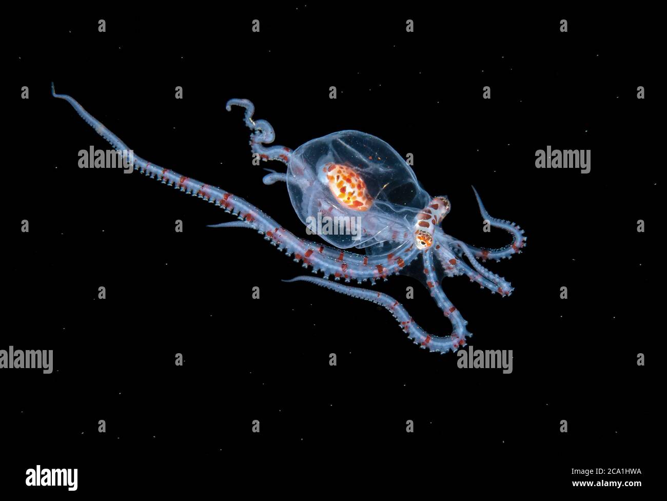 Wonderpus Octopus, Wunderpus photogenicus, paralarva, photographed ...