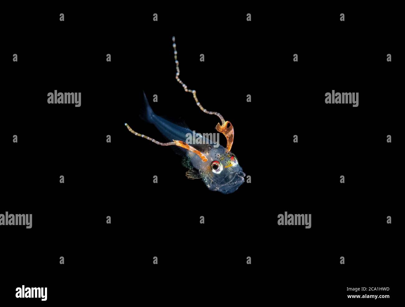 Crocodile Toothfish, Champsodon species, photographed on blackwater ...