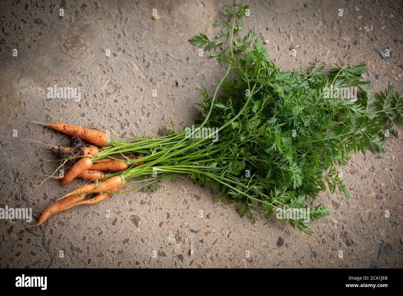 Picked soil hi-res stock photography and images - Alamy