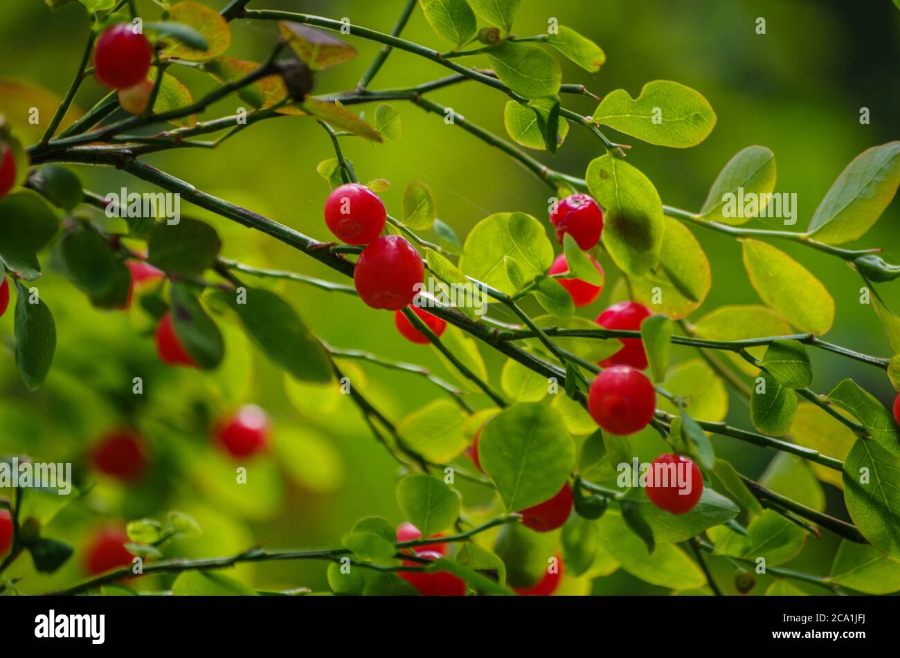 Wild red huckleberries Stock Photo - Alamy