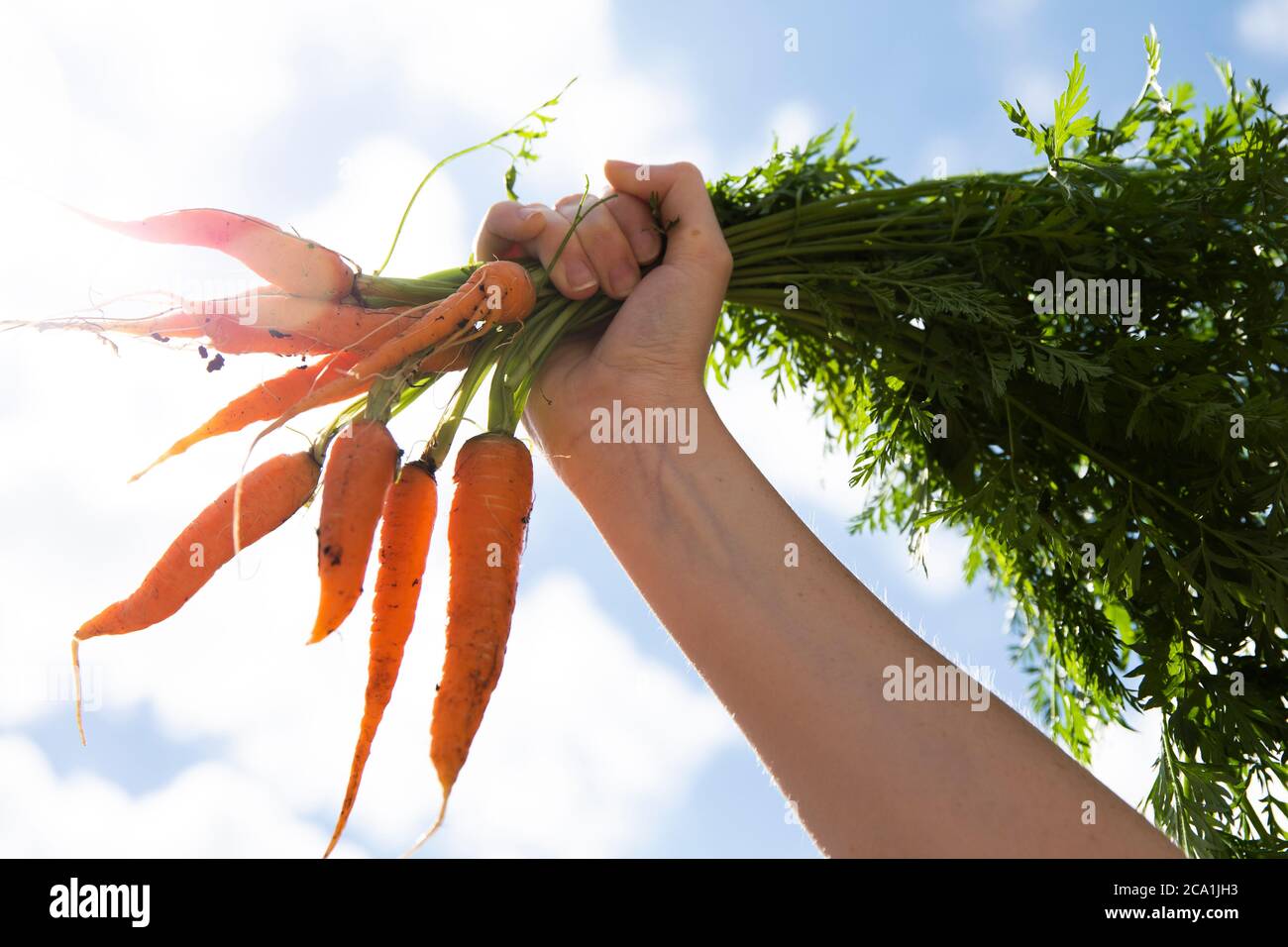Picked soil hi-res stock photography and images - Alamy