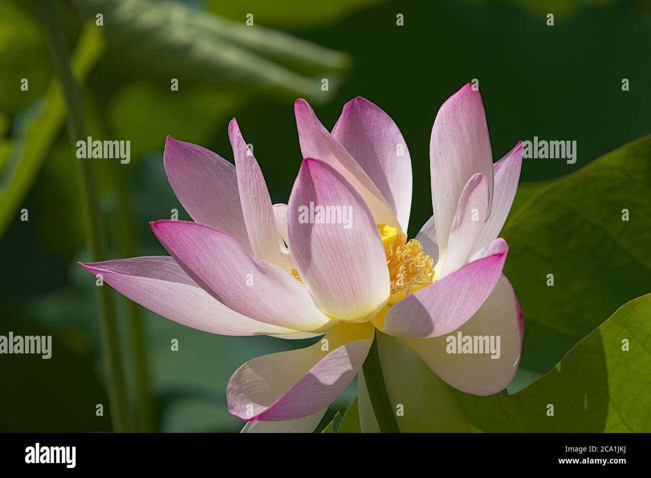 Scared flower hi-res stock photography and images - Alamy
