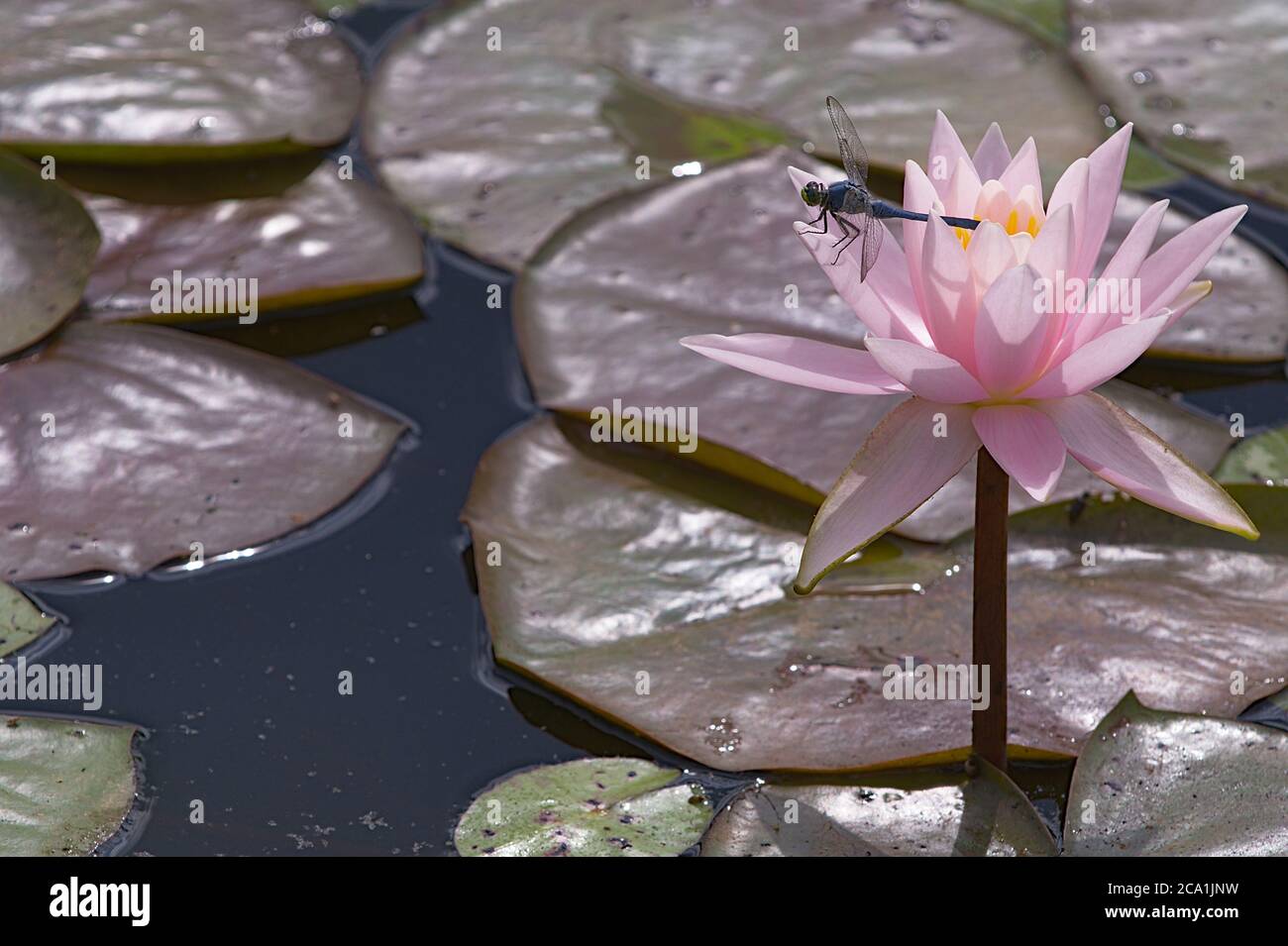 Close up of open lilly head hi-res stock photography and images - Alamy