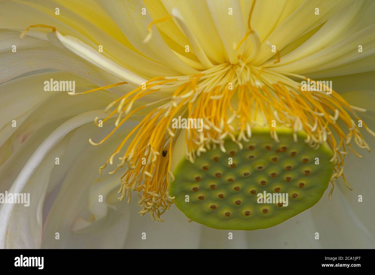 closeup of Scared Lotus carpellary receptacle Stock Photo - Alamy
