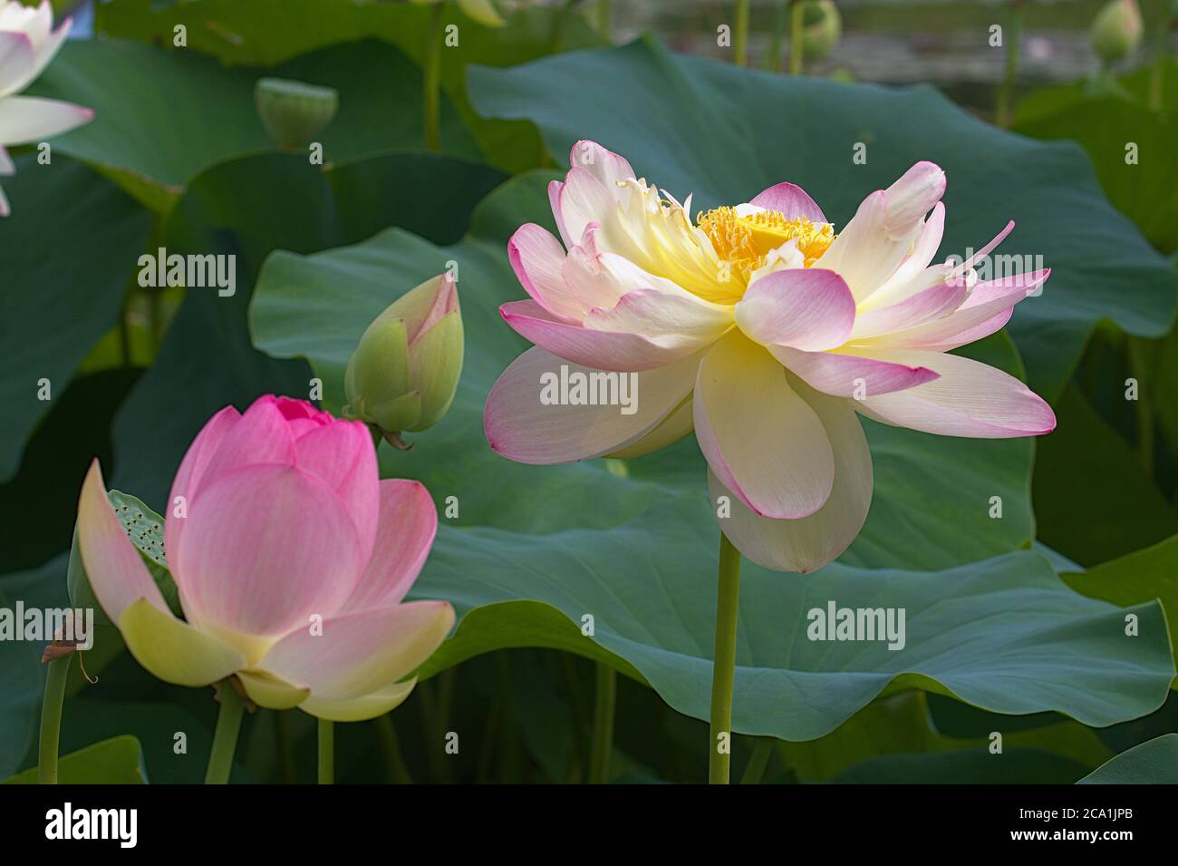 Stages of lotus flower hi-res stock photography and images - Alamy
