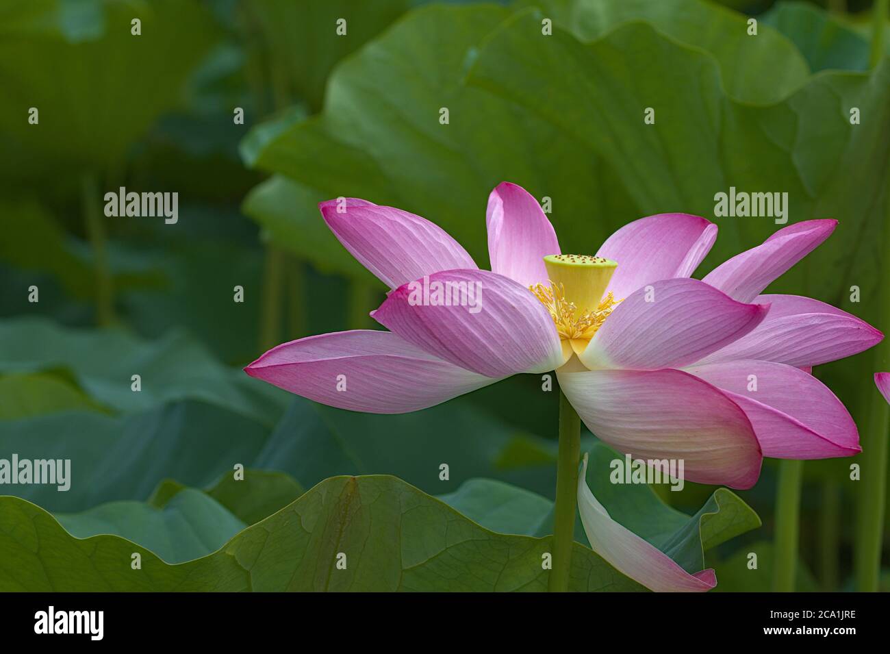Closeup of Scared Lotus blossom flower head with large leaves in ...