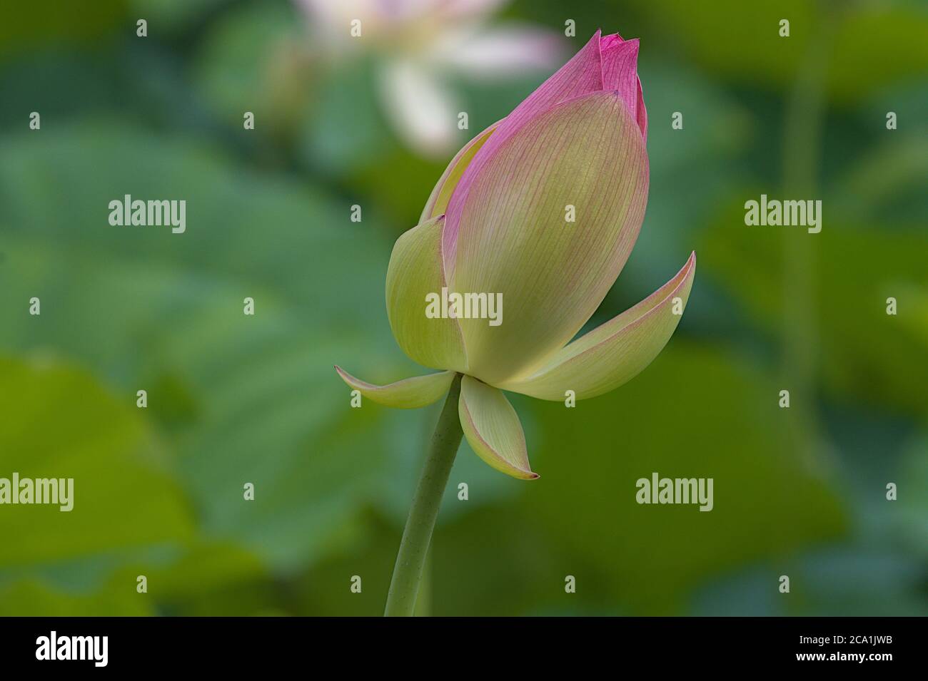 Scared lotus hi-res stock photography and images - Alamy
