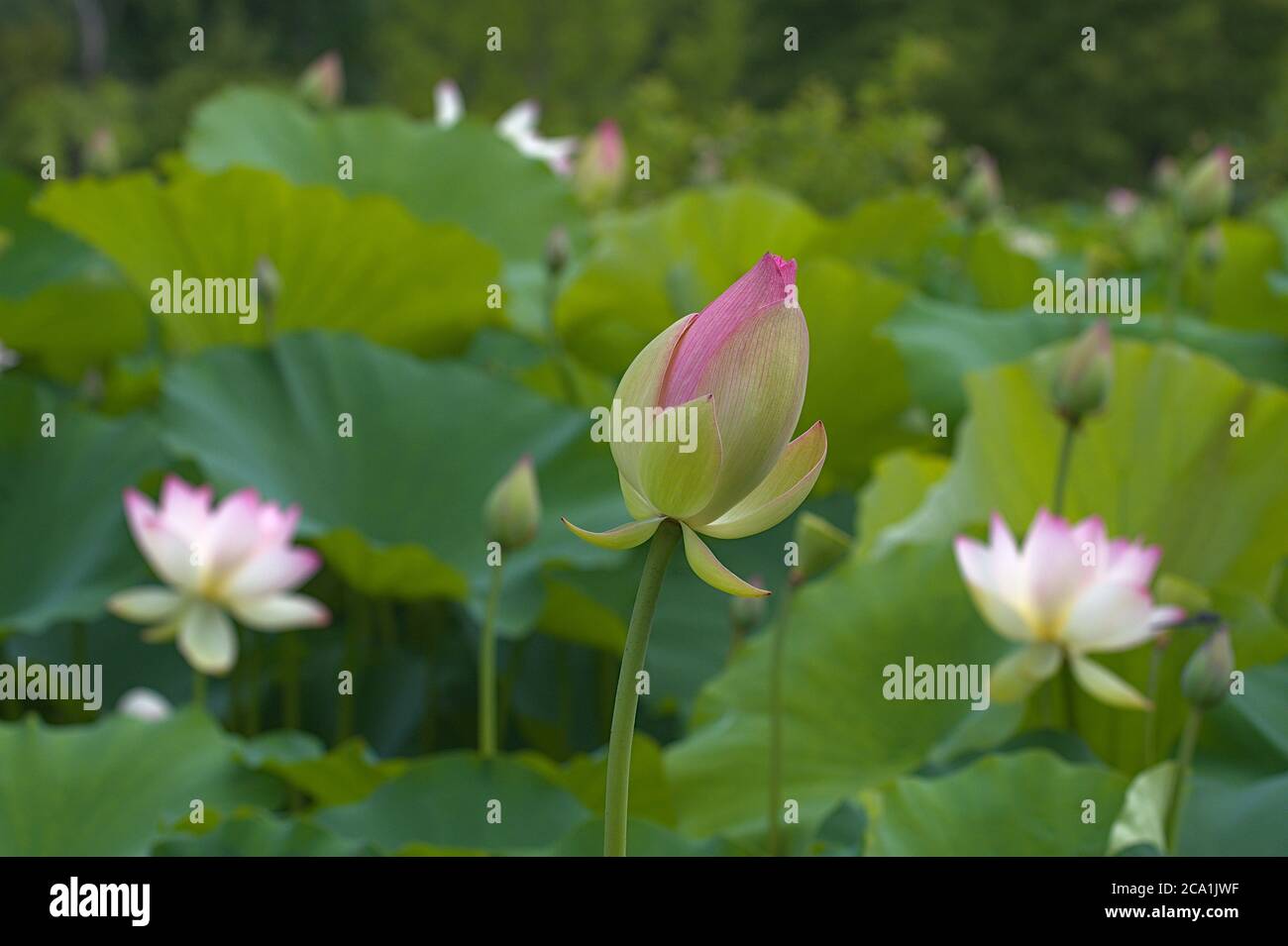 closeup of Scared Lotus blossom and bud Stock Photo - Alamy