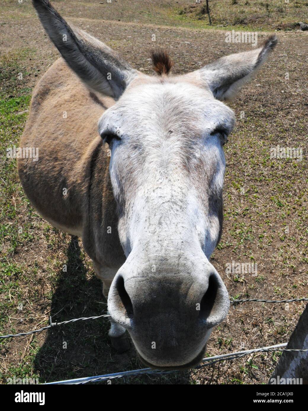 Friendly burro hi-res stock photography and images - Alamy