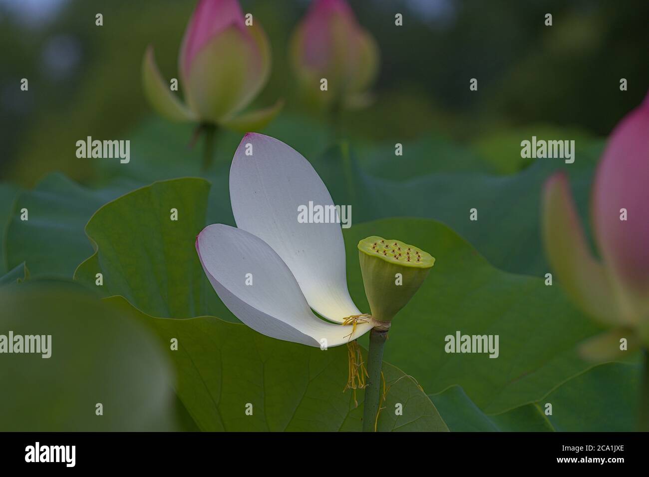 closeup of Scared Lotus carpellary receptacle with two petals remaining ...