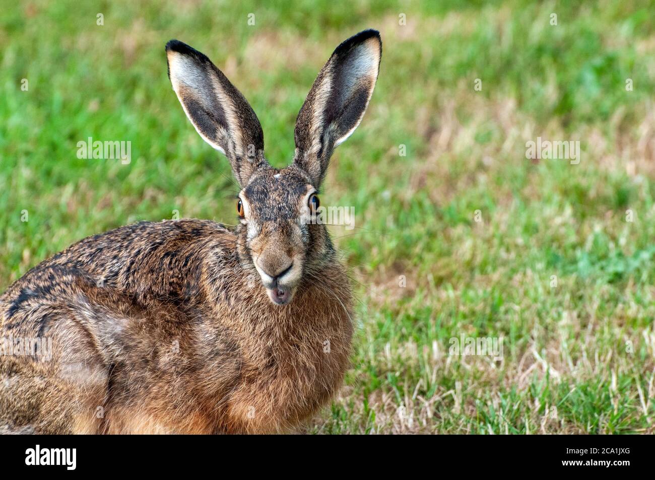 Hare with open mouth and protruding eyes Stock Photo - Alamy