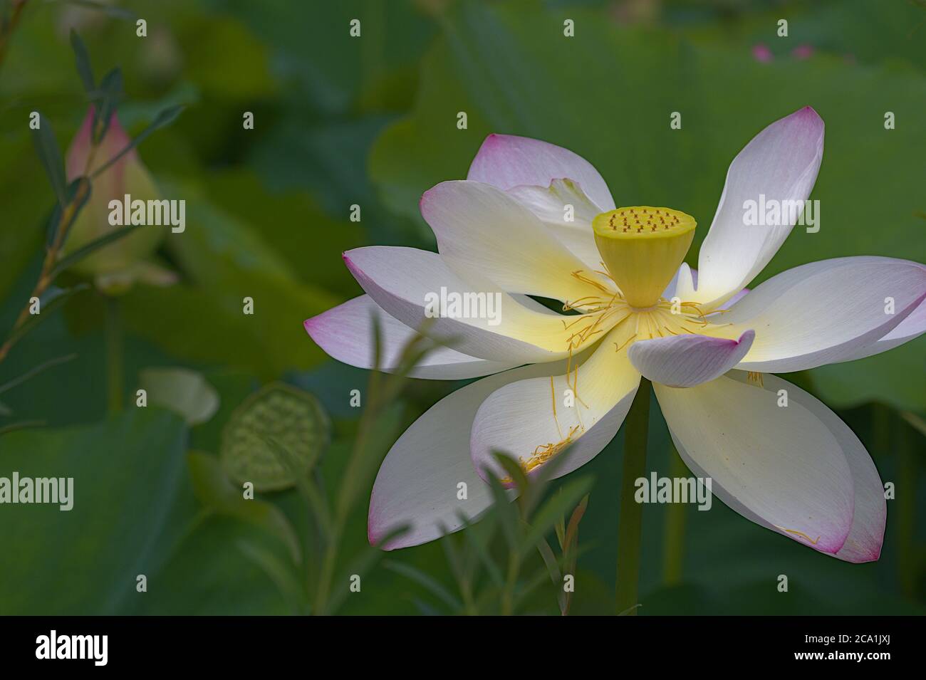 Closeup of Scared Lotus blossom flower head with large leaves in ...