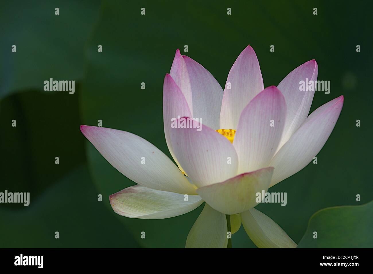 Scared indian plant hi-res stock photography and images - Alamy