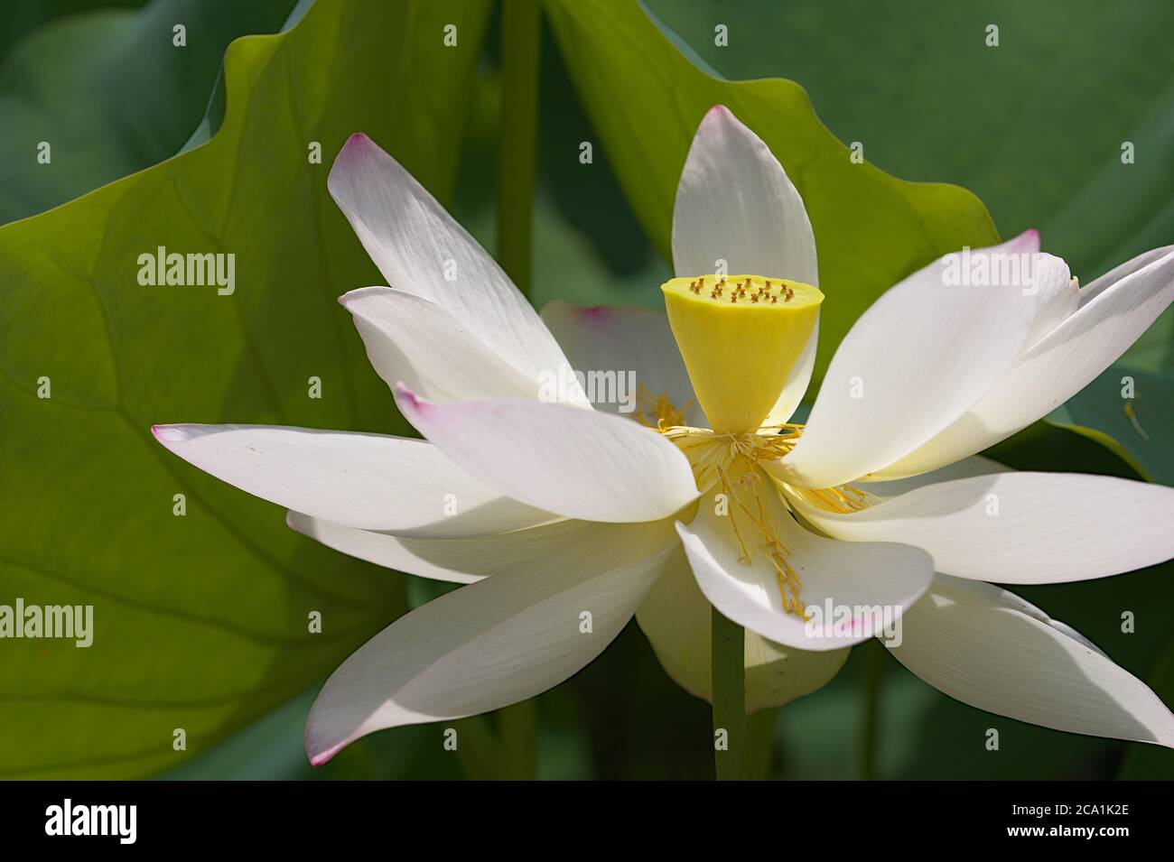 Closeup of Scared Lotus blossom flower head with large leaves in ...