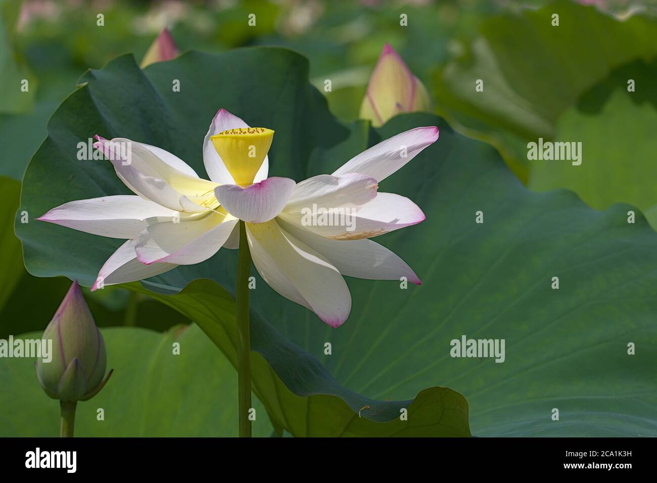 closeup of Scared Lotus blossom and bud Stock Photo - Alamy