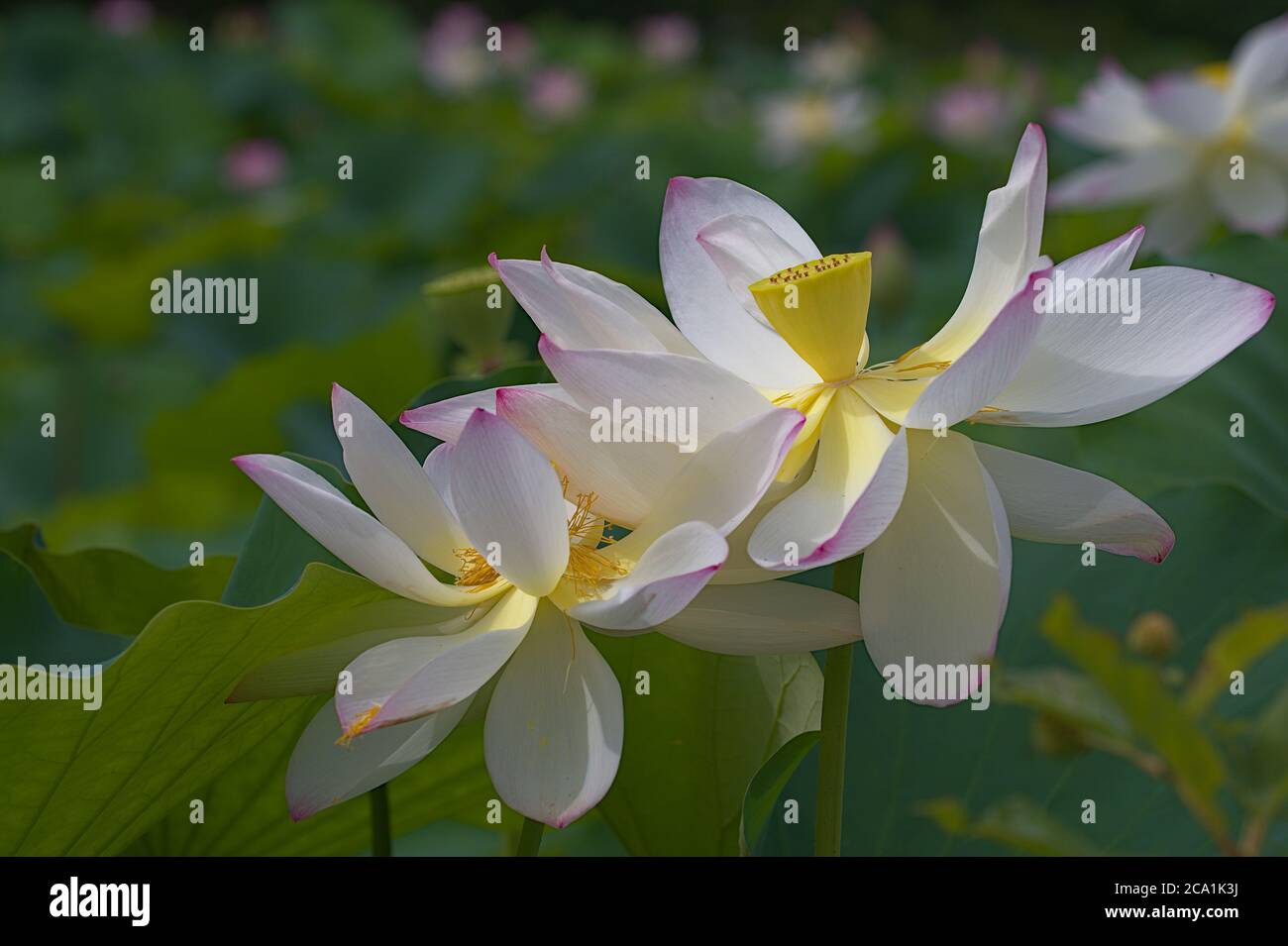 Carpellary hi-res stock photography and images - Alamy
