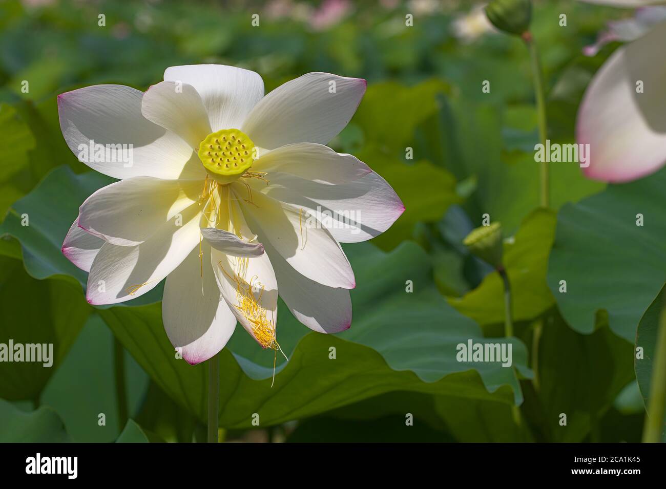 Scared indian plant hi-res stock photography and images - Alamy