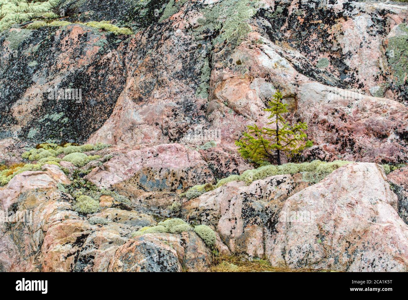 Pink granite rock outcrop with lichens and spruce seedlings, near ...