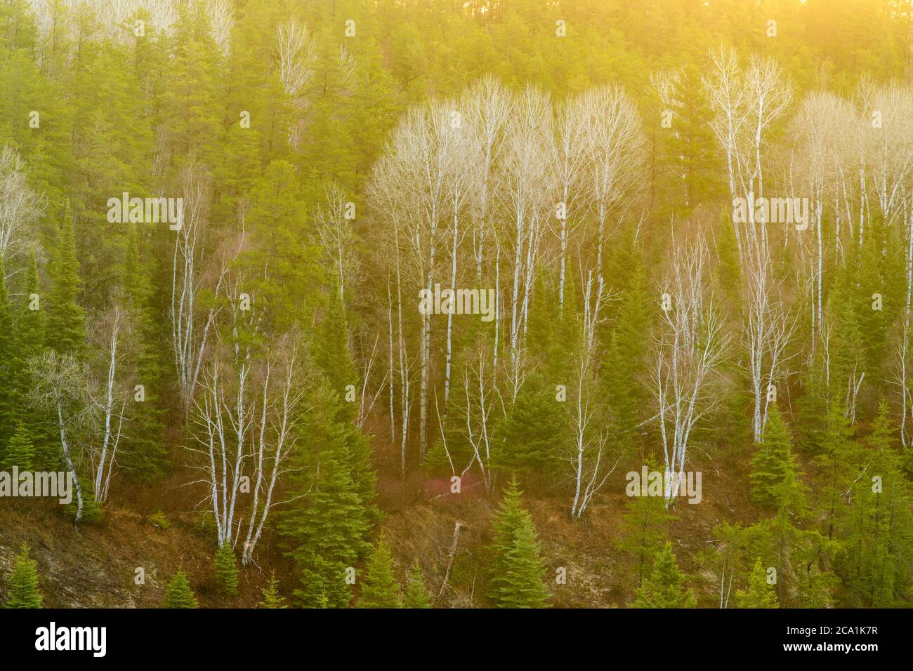 Deciduous trees boreal forest hi-res stock photography and images - Alamy