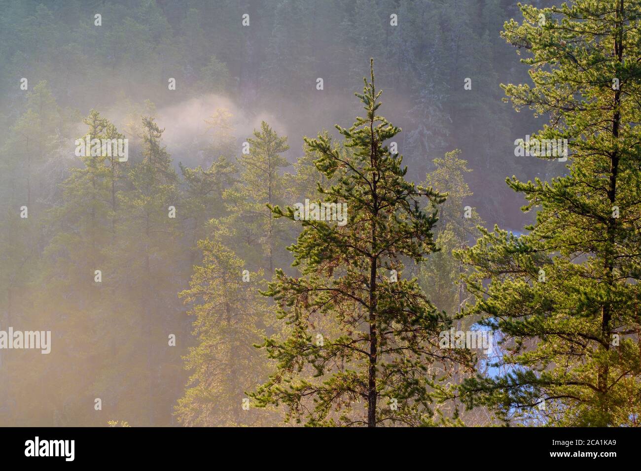 Trees in the boreal forest at dawn in early spring, Timmins, Ontario ...